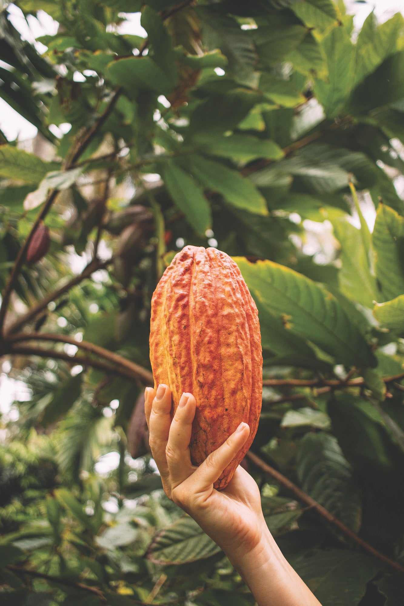 About us – Craft Chocolate India